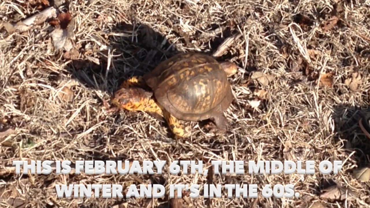 Box Turtle Care-SPARKY CLIPS and TIPS - YouTube