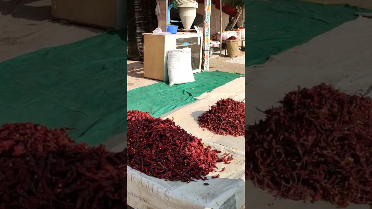 Famous Mathania Mirchi | Mathaniya | Rajasthan | #mathaniamirch # ...