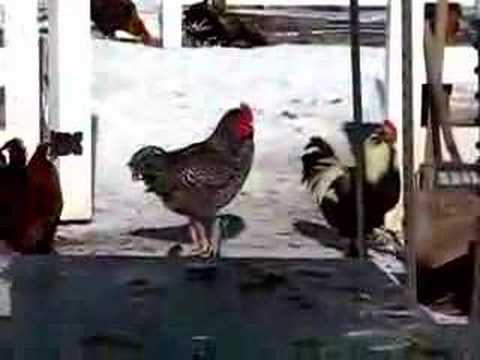 In search of the cackle fruit - YouTube