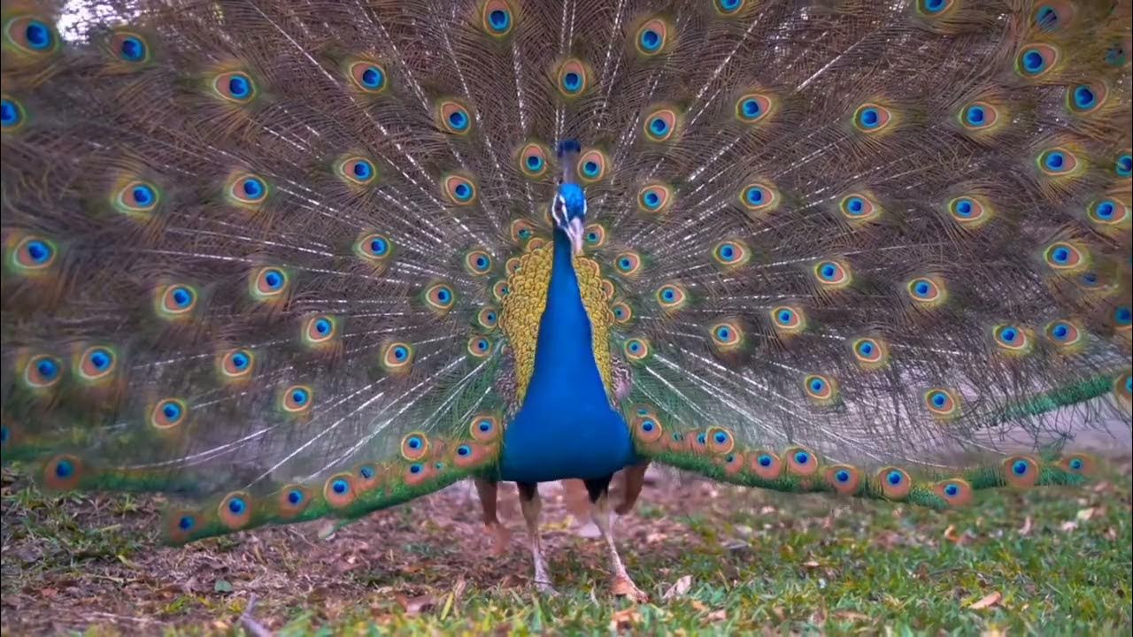 Peacock🦚🦚 Sounds Youtube