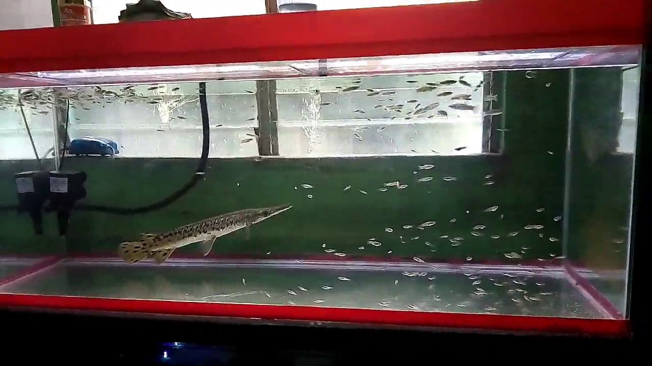Alligator gar eat kataba fish - YouTube