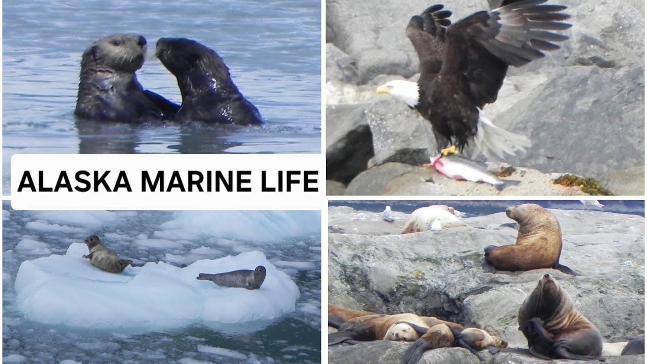 Wild Beauty of Alaska Alaska Life |Relaxation Film |Wildlife Alaska ...