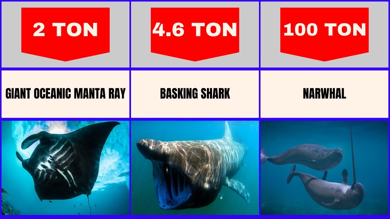 List of Heaviest Sea Monsters: Unveiling the Enormous Weight of Oceanic ...