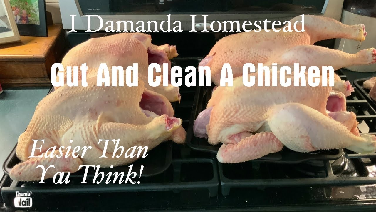 How to Clean and Gut your Chicken after Plucking - YouTube
