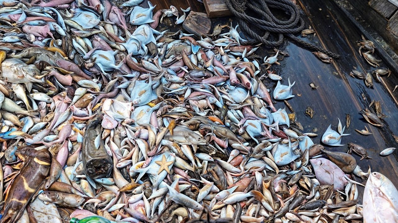 silver white pomfret fish and mix fishing hunting prawns - YouTube