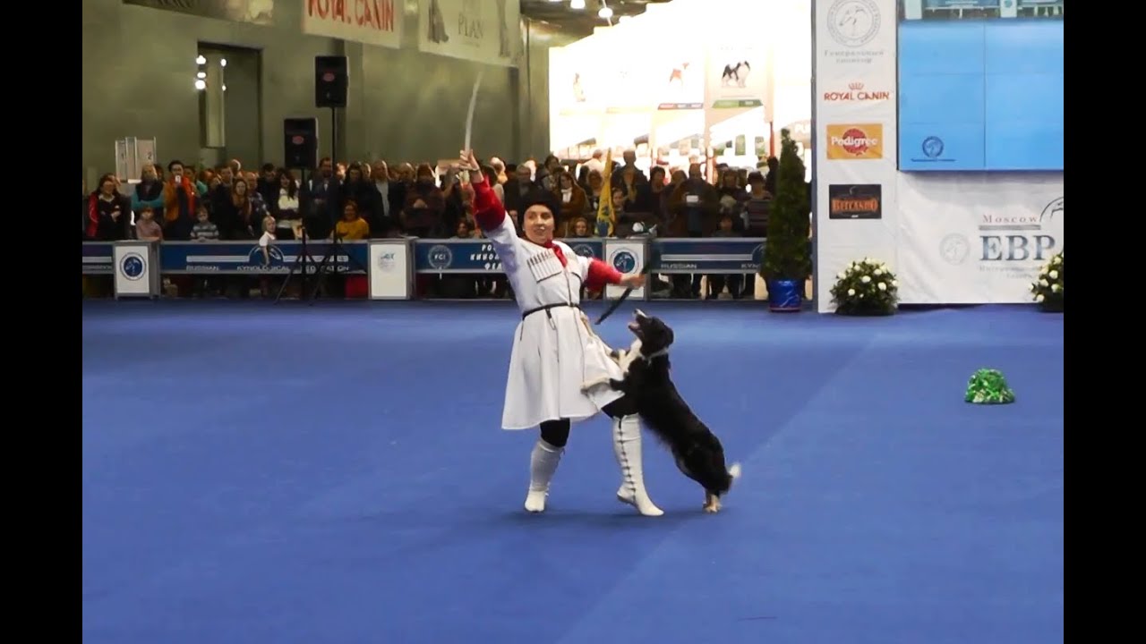 Танцы с собаками "Евразия 2014". Dog Dancing. Canine Freestyle. - YouTube
