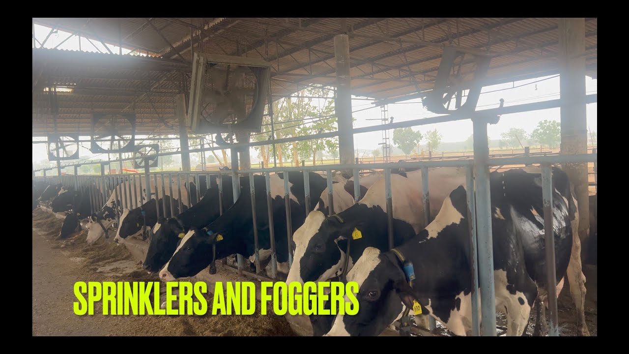 Automatic Sprinkler and Fogger system with full details | Summer | Heat ...