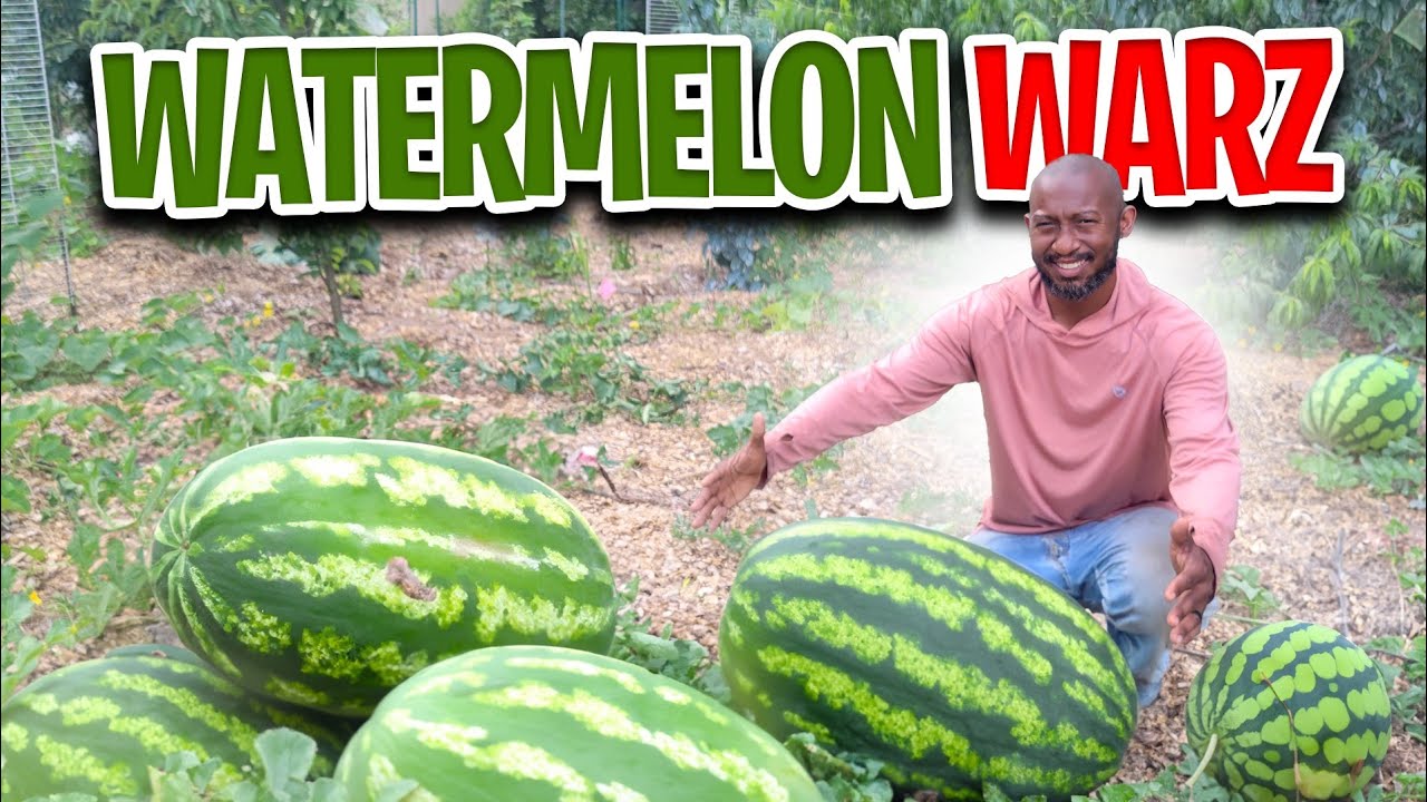 #Watermelonwarz | Watermelon Plant Tour| Watermelon Competition - YouTube