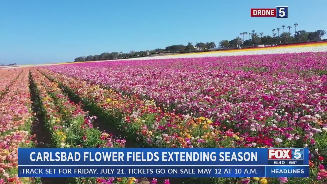 Carlsbad Flower Fields Extending Season - YouTube