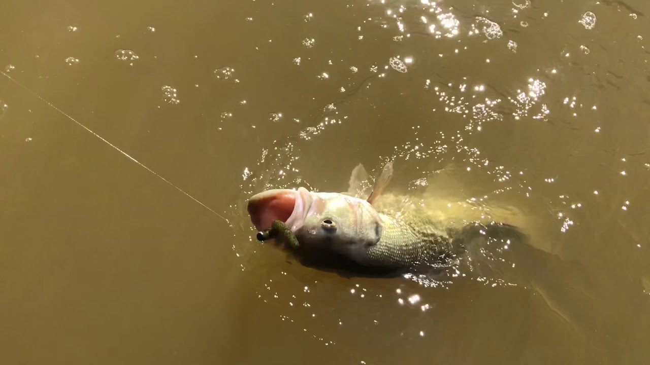 How To Fish A Shaky Head For Bass With The Zman Big TRD - YouTube