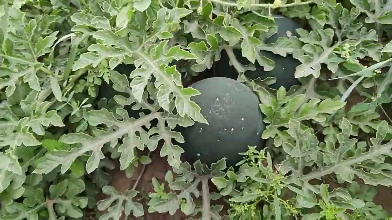 арбуз Лакомый кусочек - YouTube