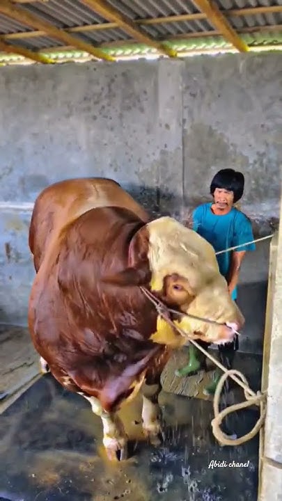 Sapi qurban 2025 | Sapi jumbo bobot 1 ton up#sapiqurban2025#sapijumbo#simental#abidichanel# ...