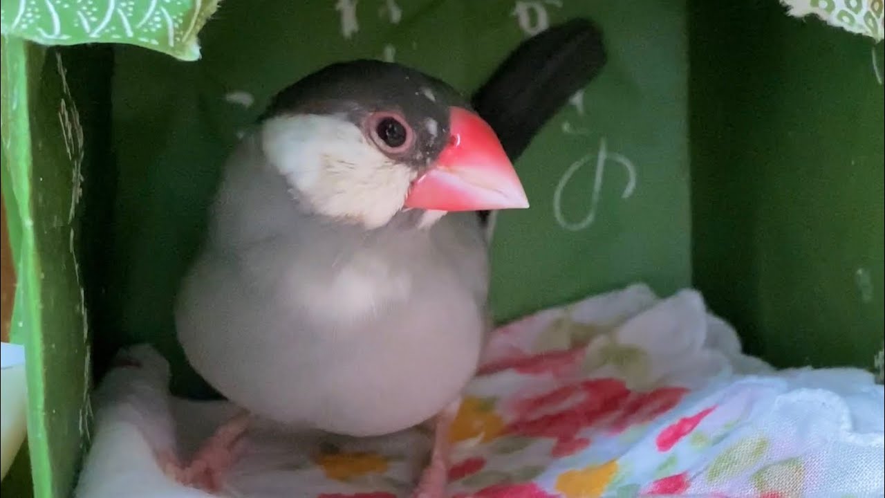 とりっちcafeさん企画 [あなたの鳥さん、貸してください] 文鳥 あずき Java sparrow - YouTube