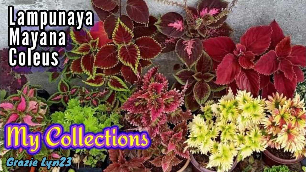 Mayana collection /lampunaya /coleous varieties #mayanaplantcollection ...