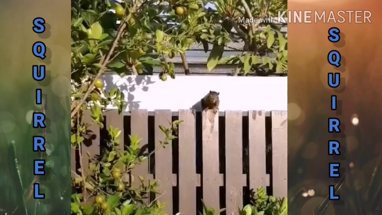 Squirrel Eating Lime - YouTube