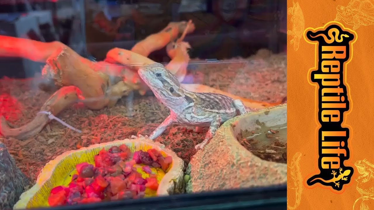 Reptile Frozen Food Adelaide | Reptile Life - YouTube