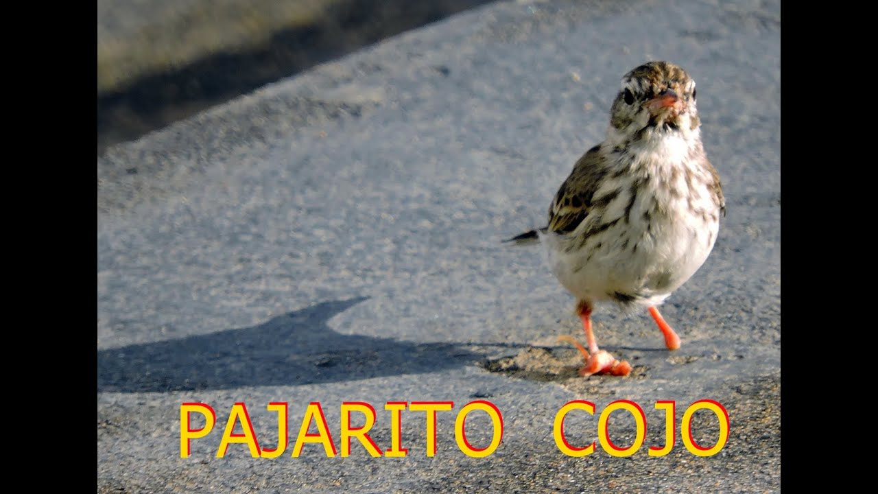 PAJARITO COJO - LAME BIRD. - YouTube