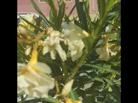 AŞİQ HUSEYİN ŞƏMİSTAN OGLU AGRSƏRLİ SOZ DASDƏMİR KƏMƏRLİ