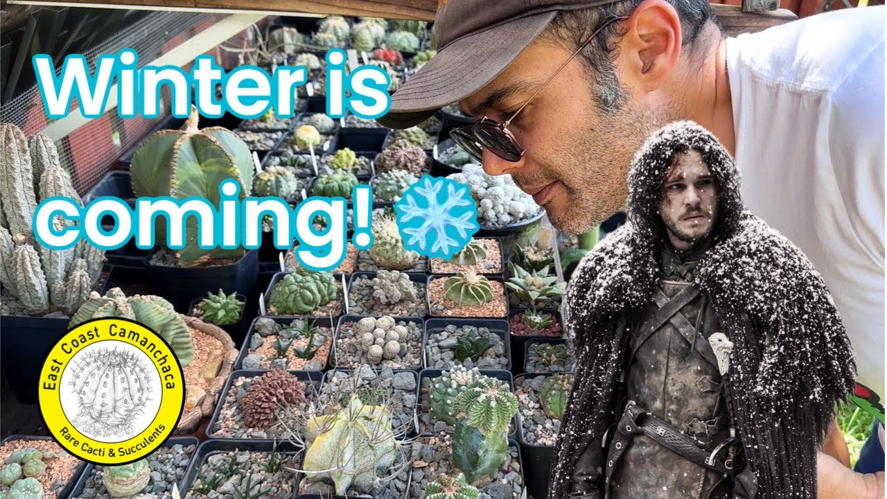 Mastering Cactus Care: Winter Dormancy & Watering Tips - YouTube