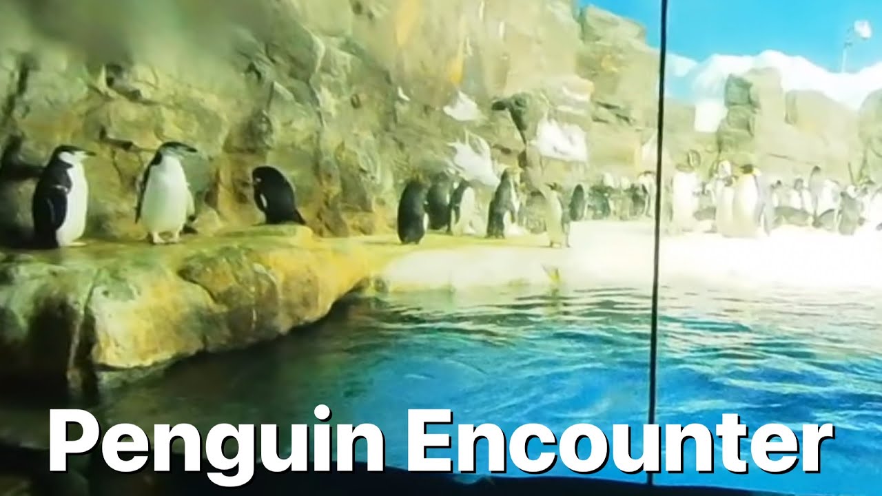 Penguin Encounter. Sea World San Diego. #penguin #penguins #seaworld ...