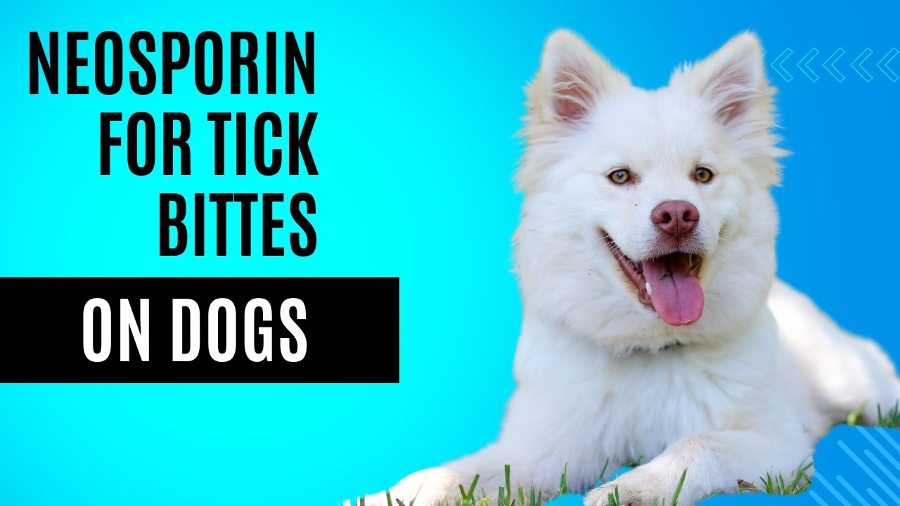Neosporin for Tick Bites on Dogs: Safe or Not? 🚨🔍 | Complete Guide ...