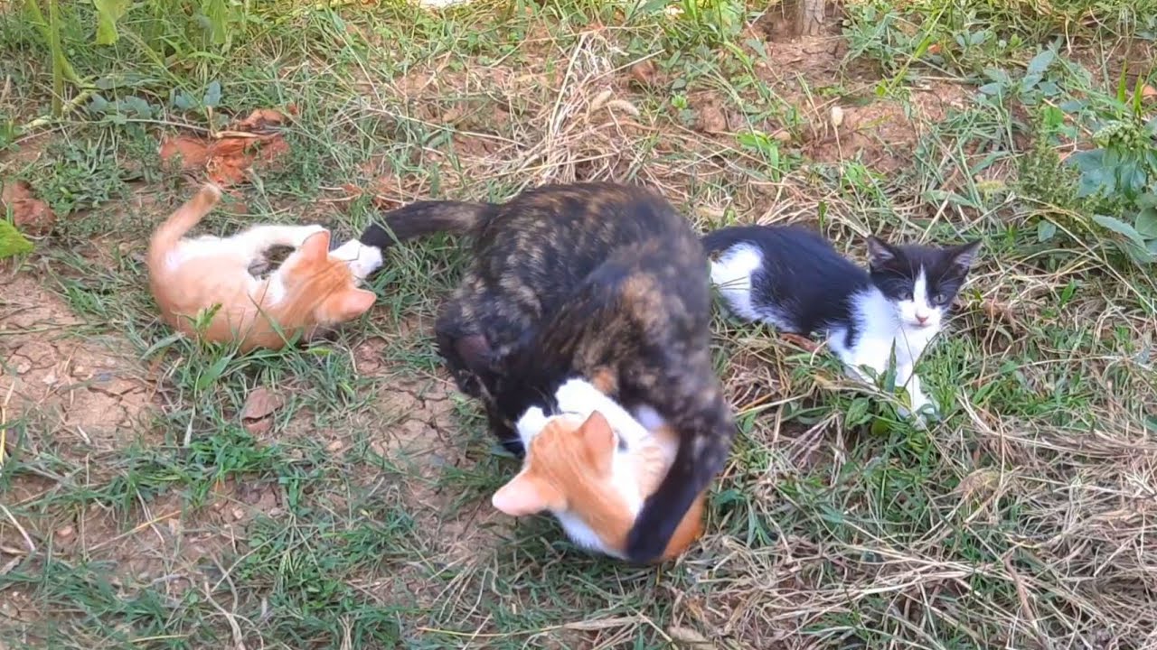 FUNNY SWEET LITTLE CATS PLAYING WITH MOM - YouTube