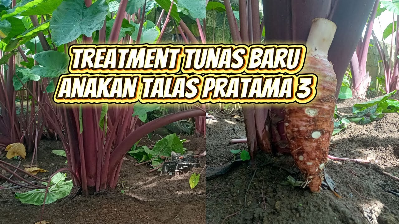 Treatment Tunas Baru Talas Pratama 3 - YouTube