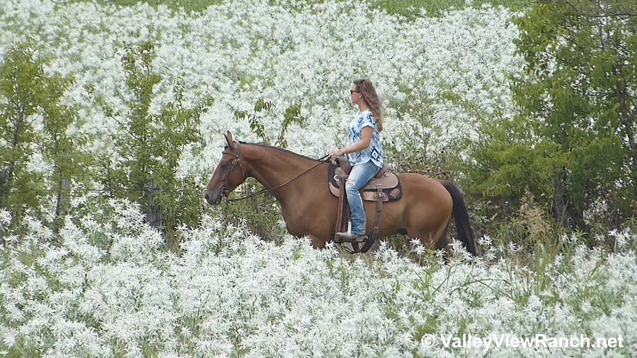 Docs Roulades - trail riding - Valley View Ranch - YouTube