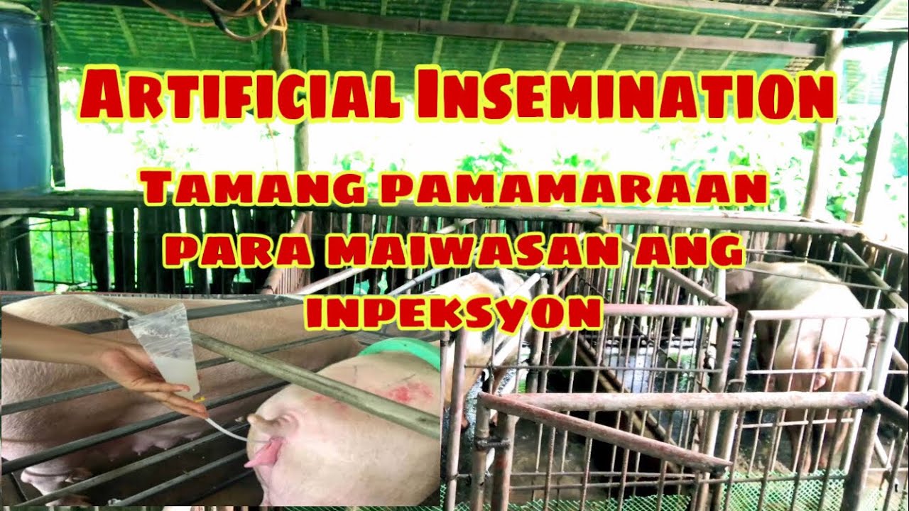 Paano ang tamang pag A.I. o artificial insemination sa mga inahing ...