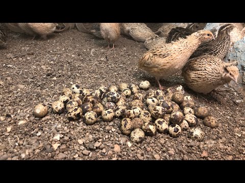 Kış ayında bıldırcın yumurtası verimini arttırma bıldırcın yumurtlamıyor sa kesin çözüm