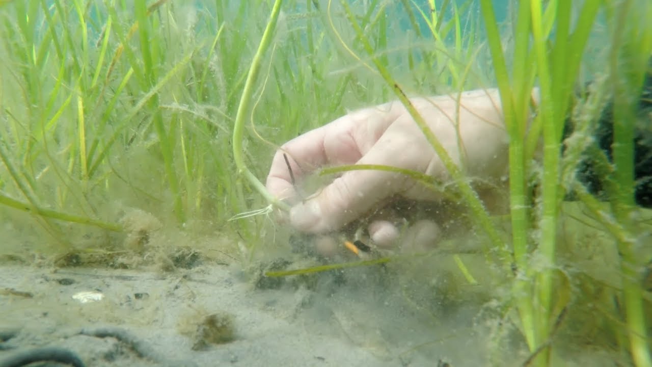 (3/4) LARGE-SCALE HARVESTING AND PLANTING (Video-guideline for eelgrass ...