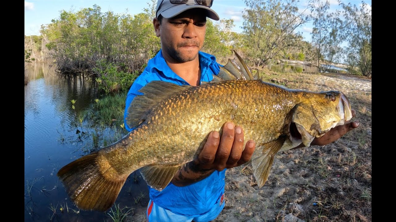 Elim Beach Mangrove Madness Part 2!! CAPE YORK - YouTube