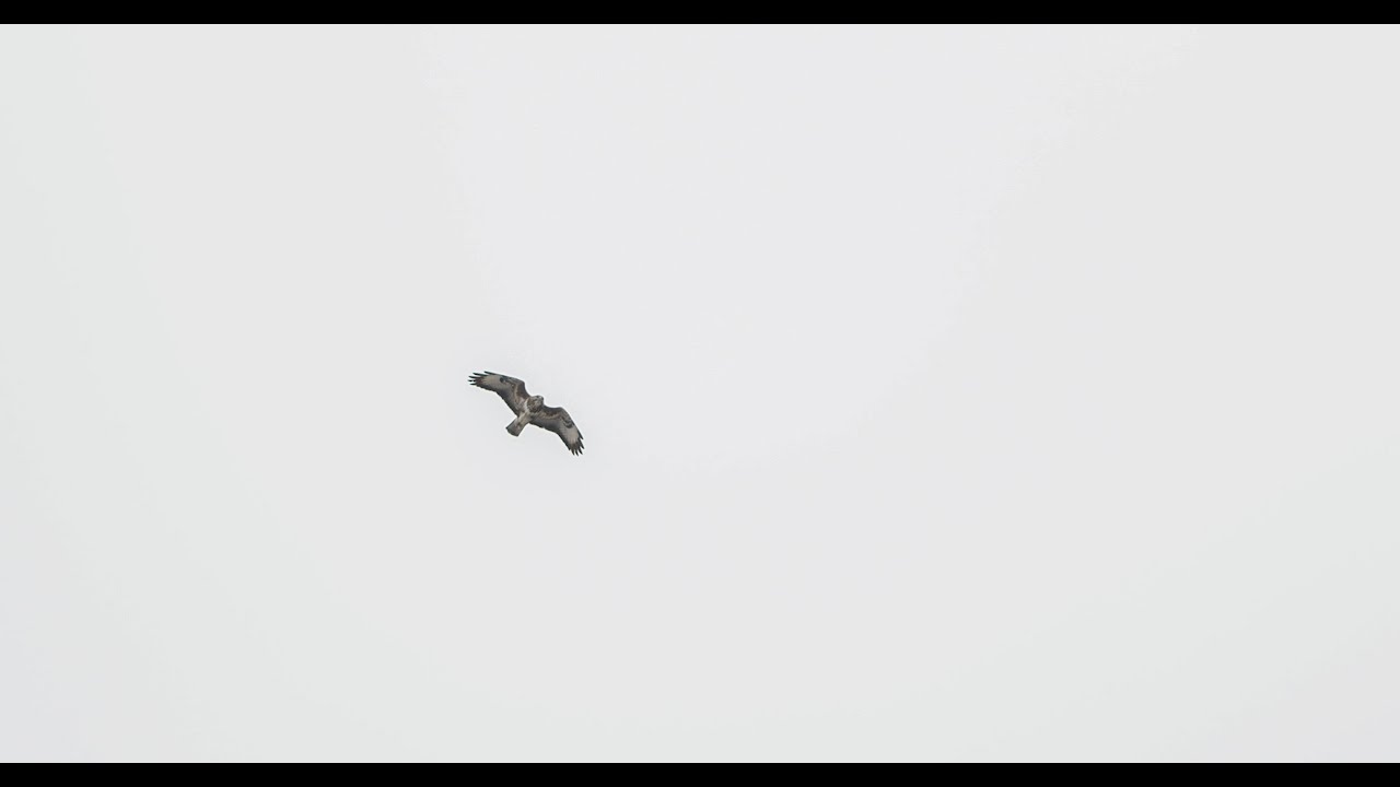 Buzzard flying | Slow Motion (FULLHD) - YouTube