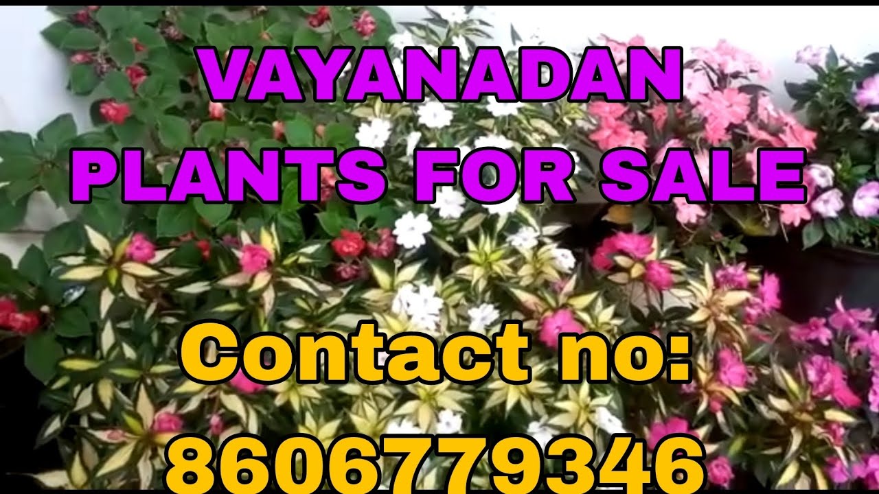 VAYANADAN PLANTS FOR SALE. Contact no: 8606779346 - YouTube