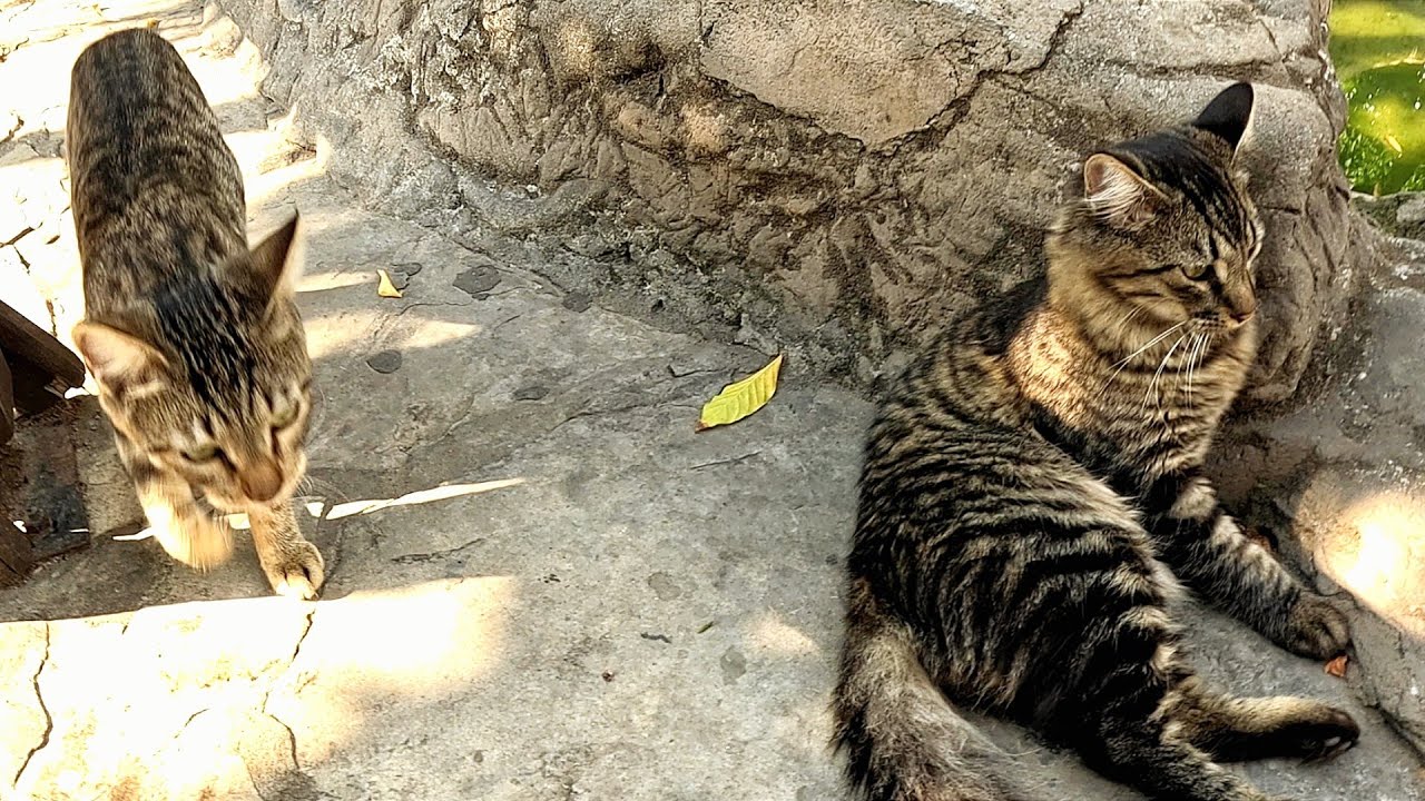 3 beautiful proud cats are having an interesting time with people in ...