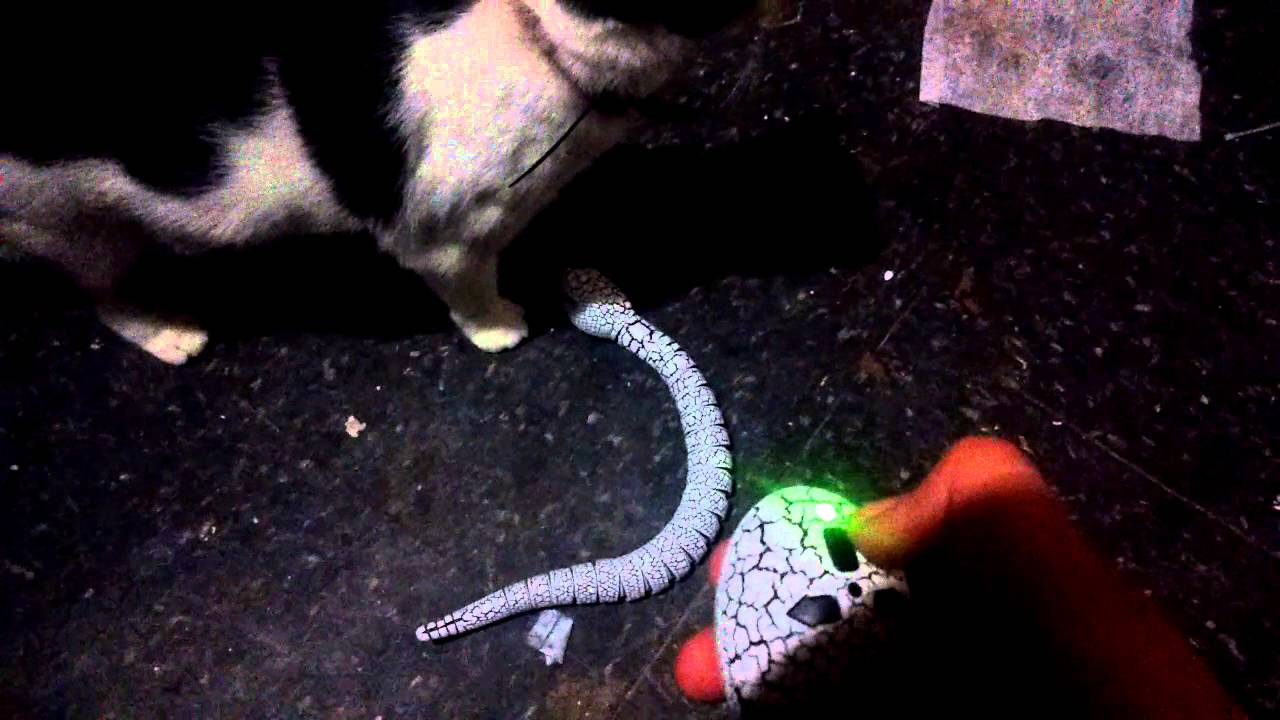 Rattlebots remote control snake ( rage review) - YouTube