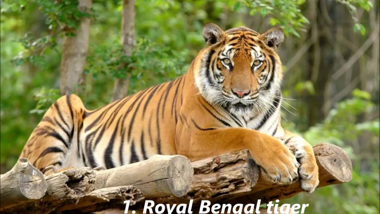 10 Animals and Birds Protected in Chitwan National Park. - YouTube