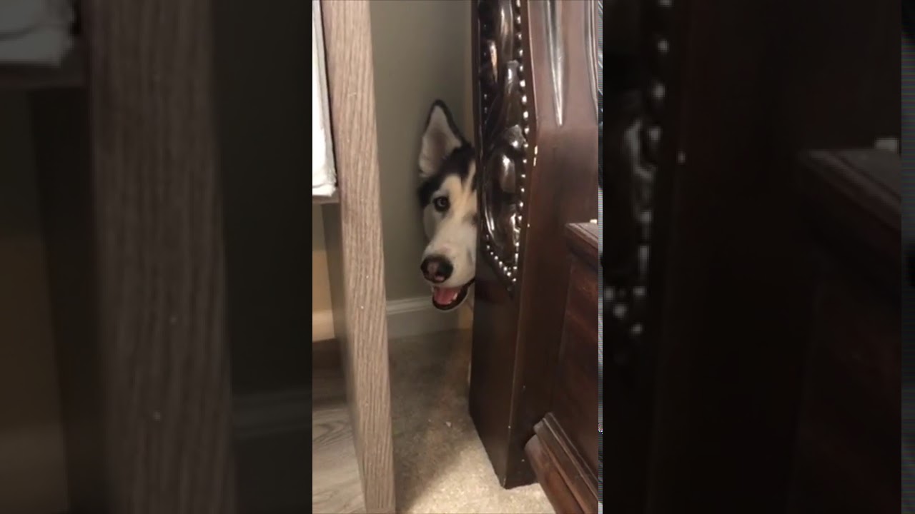 HUSKY GETS STUCK IN A TIGHT SPOT! #shorts - YouTube