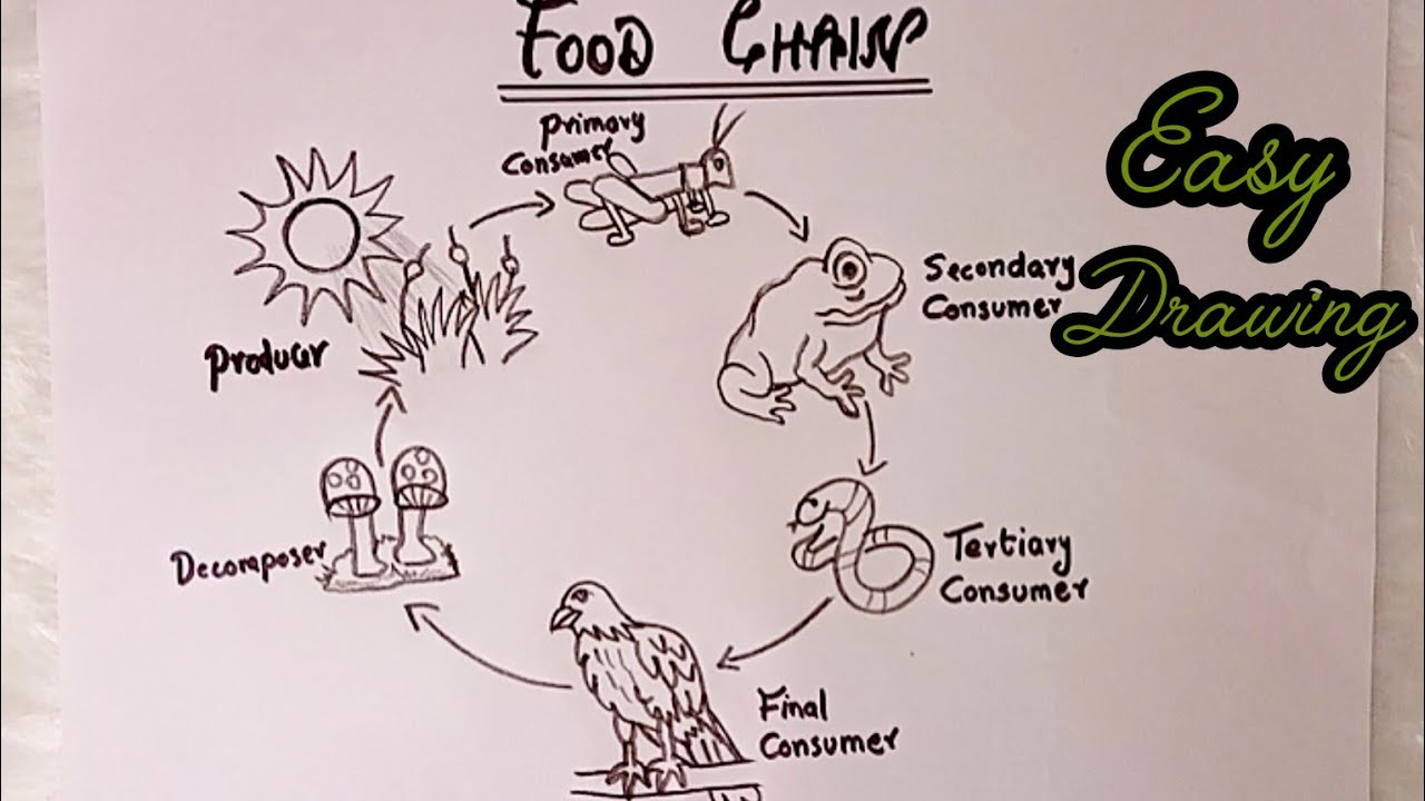How to draw Food Chain Diagram Easy | Food Cycle Drawing Easy | Food ...
