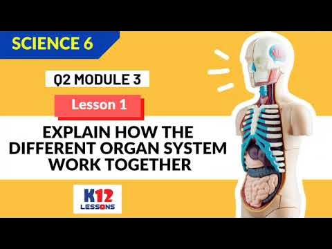 Science 6 Quarter 2 Module 3 Lesson 3 - Explain How the Different Organ ...