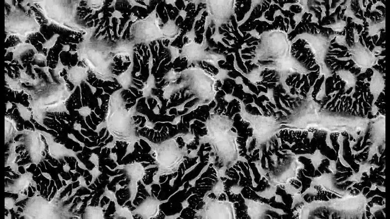 Physarum simulation no.15 - YouTube