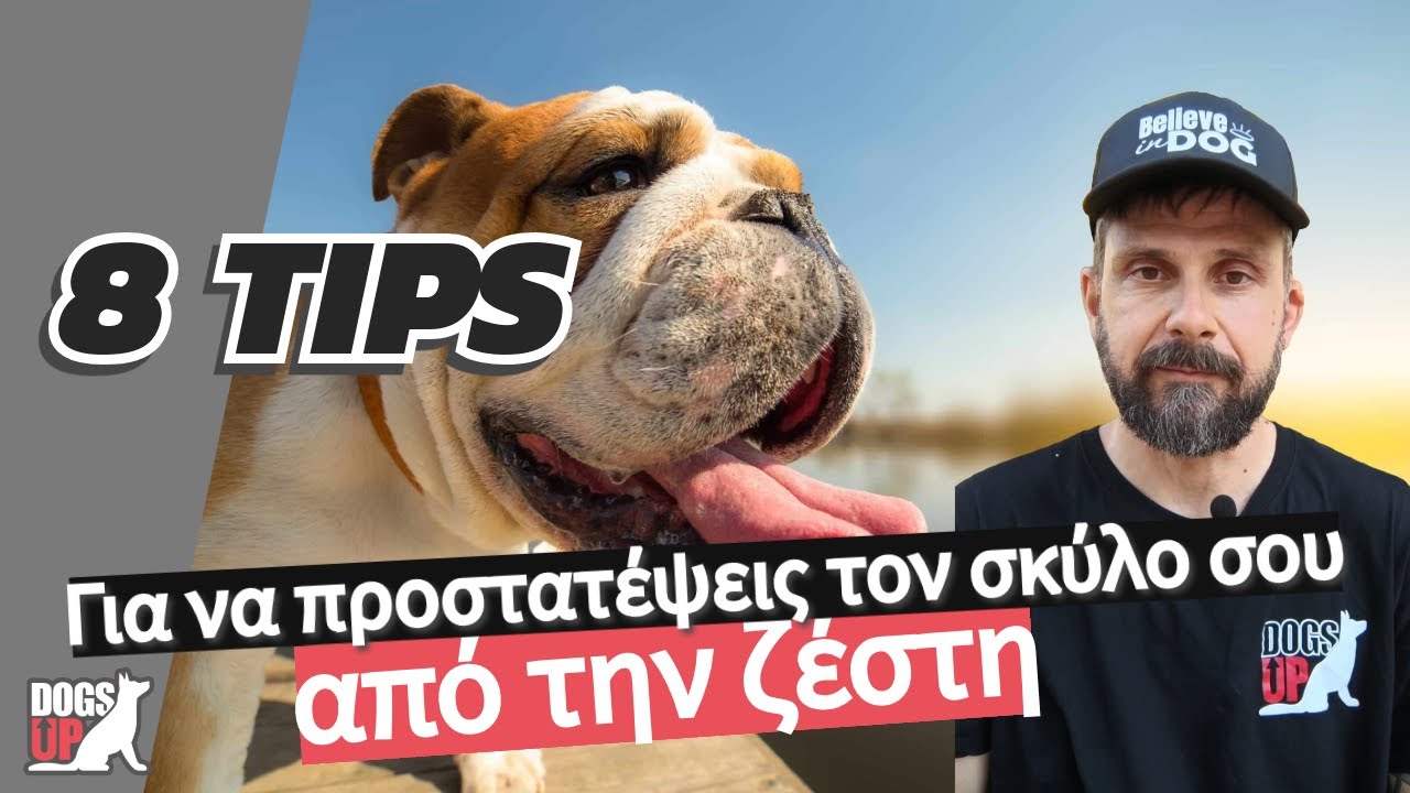 8 συμβουλές για να προστατέψεις τον σκύλο σου από την ζέστη - YouTube
