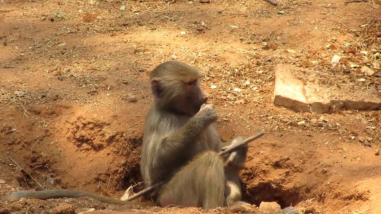 Young Monkey with Stick - YouTube