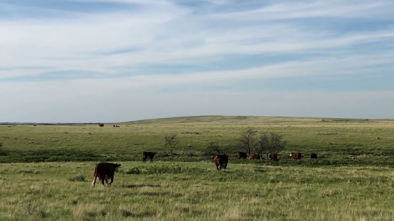 Dami baka sa farm - YouTube