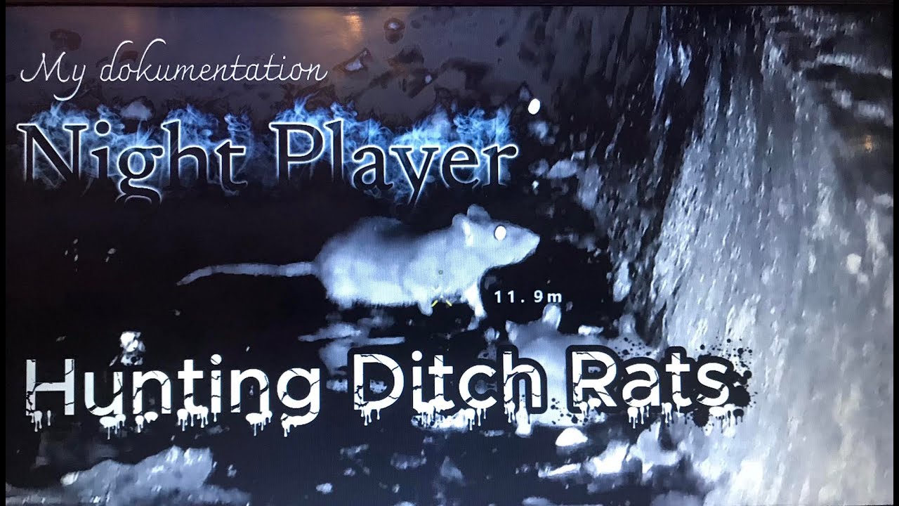 Night Player Hunting Ditch Rats 4K - YouTube