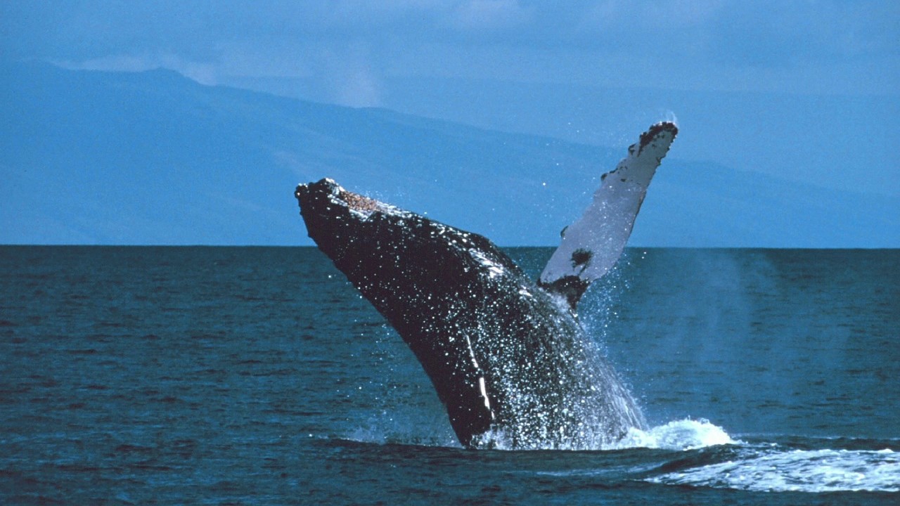 3 Hours Whale Sounds - Healing Relaxing Sleeping Nature Sounds - YouTube