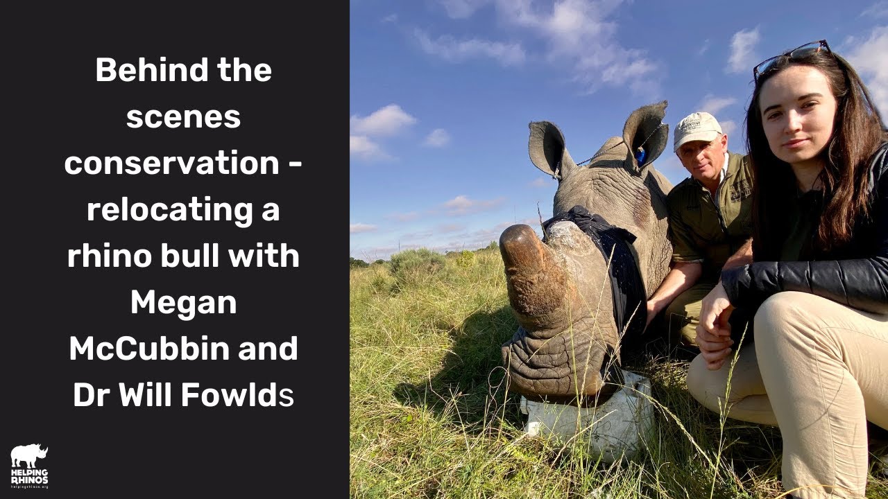 Relocating a rhino bull with Megan McCubbin & Dr Will Fowlds - YouTube