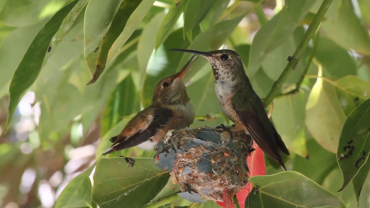 Mother Hummingbird Feeding Baby Hummingbird - YouTube