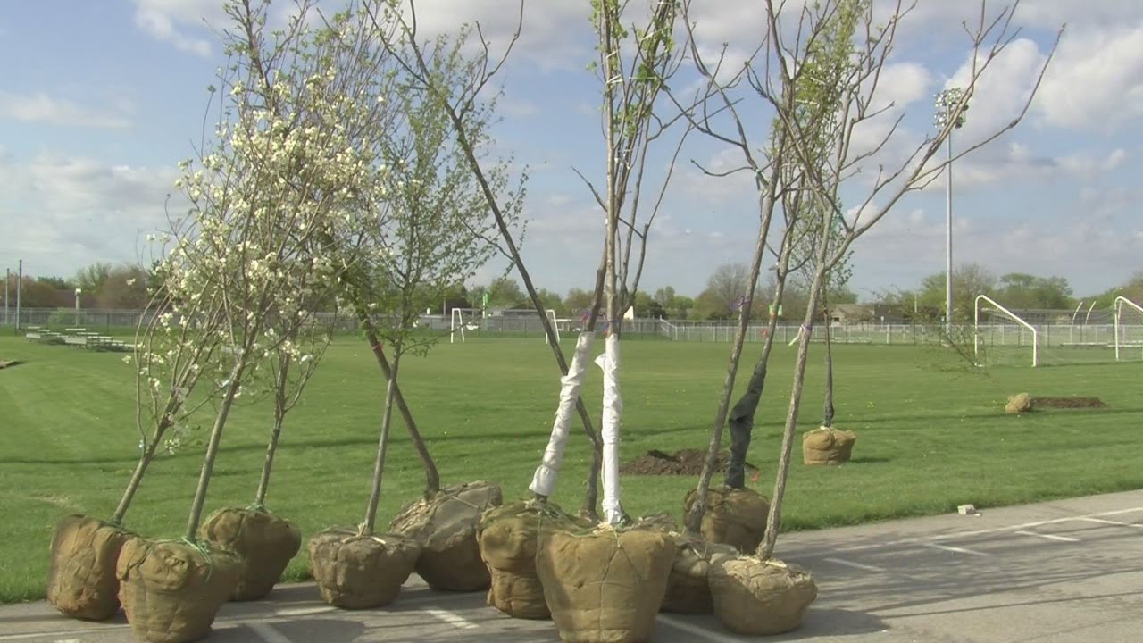Lend a hand, plant a tree for Arbor Day - YouTube