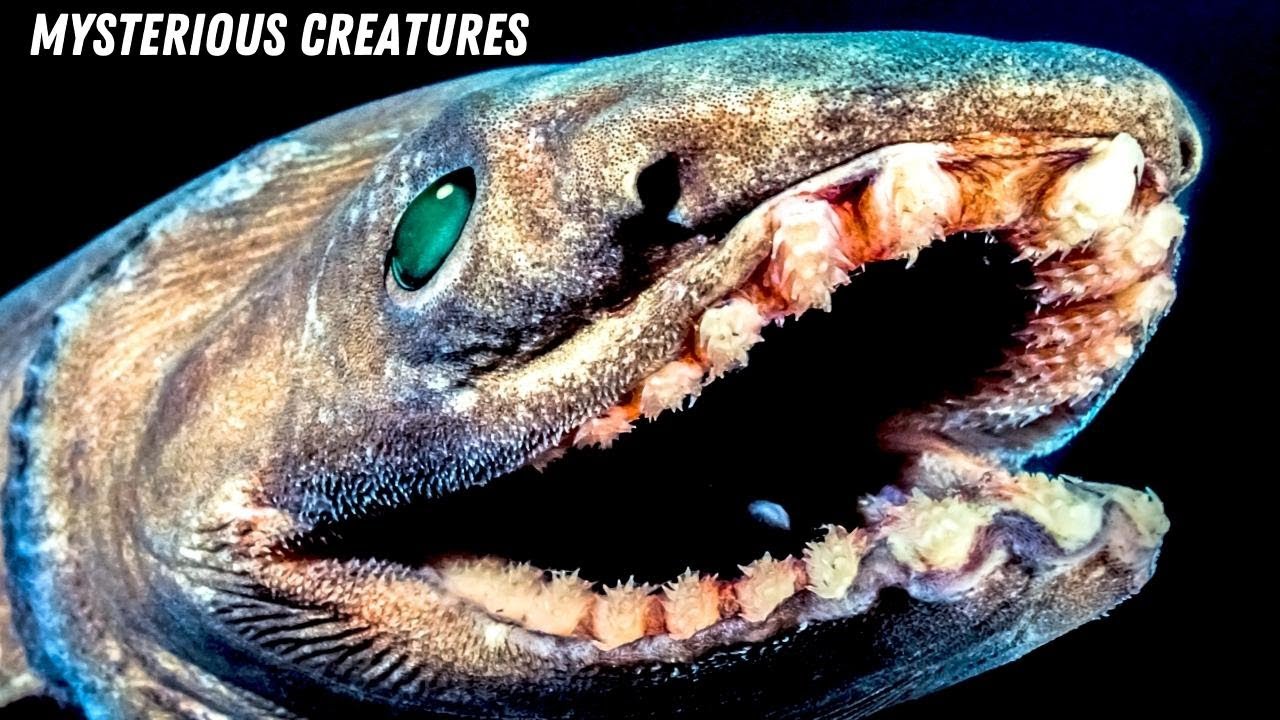 Mysterious Creatures: Top 10 Bizarre Creatures Discovered After ...
